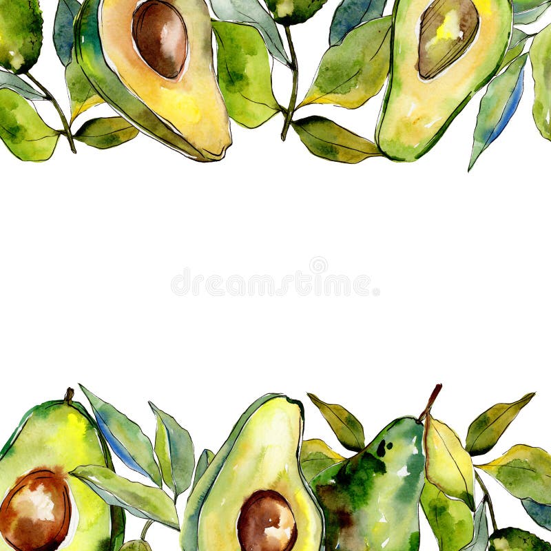 Exotic Green Avocado Wild Fruit in a Watercolor Style Frame. Stock ...