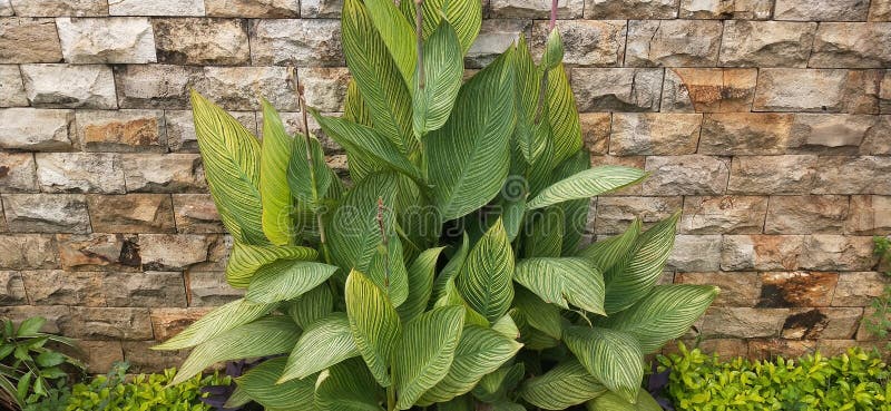 Exotic Green Leaf in the Garden Stock Image - Image of exotic, plant ...