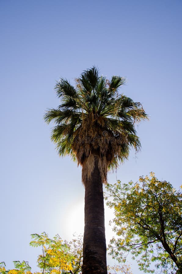 Exotic Green Palm Tree Botanical Object Texture Stock Photo - Image of ...