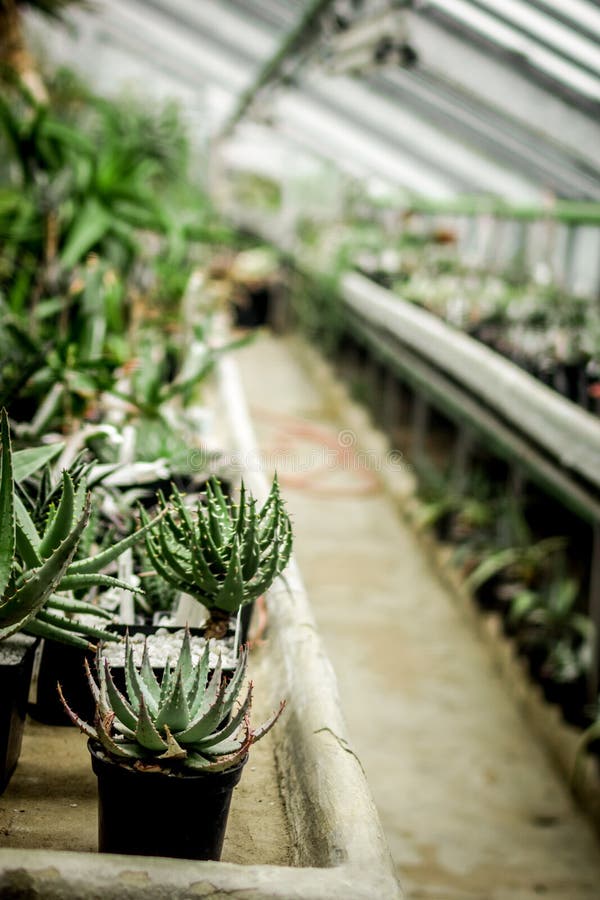 Exotic Green Plants in Old Orchard-house Space Stock Photo - Image of ...