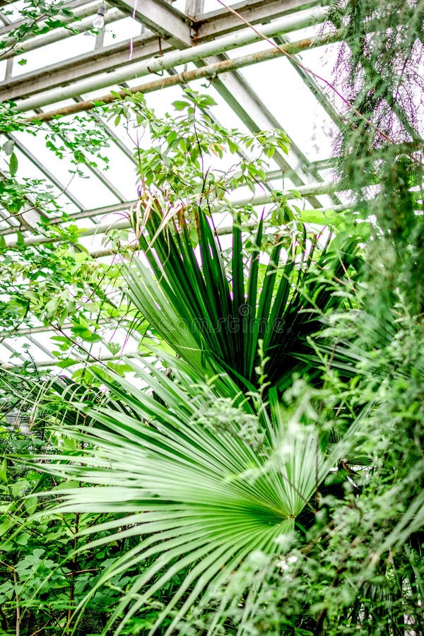 Exotic Green Plants in Old Orchard-house Space Stock Photo - Image of ...