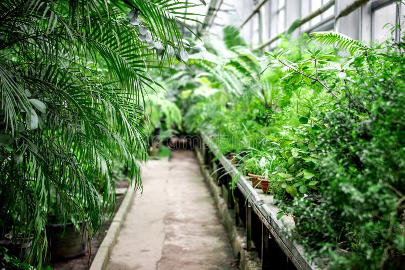 Exotic Green Plants in Old Orchard-house Space Stock Image - Image of ...