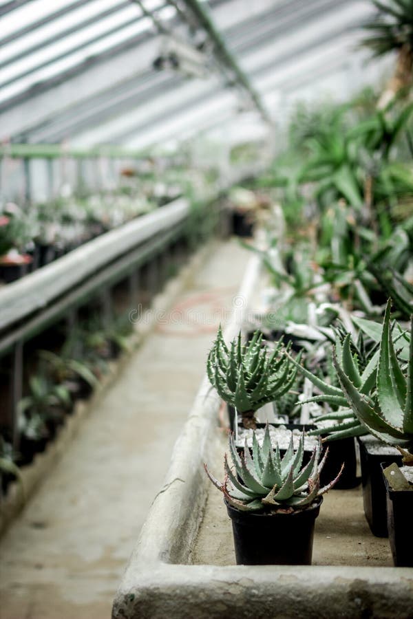 Exotic Green Plants in Old Orchard-house Space Stock Photo - Image of ...