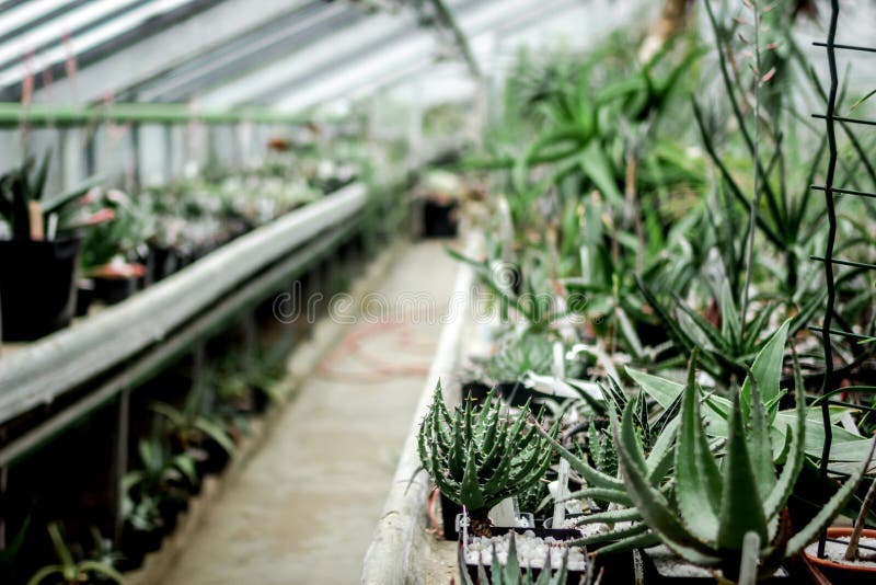 Exotic Green Plants in Old Orchard-house Space Stock Photo - Image of ...