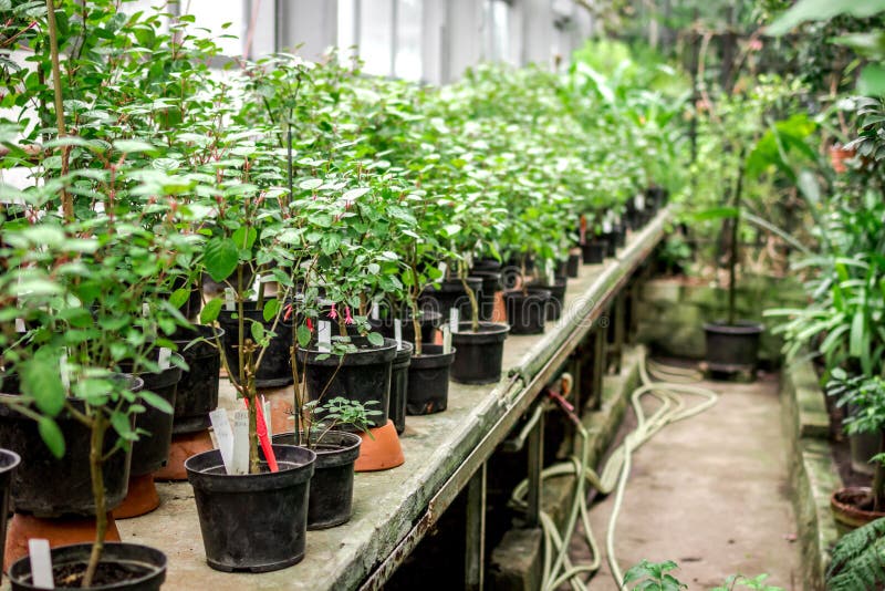 Exotic Green Plants in Old Orchard-house Space Stock Photo - Image of ...