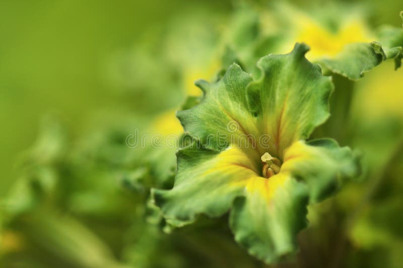 Exotic Green Leaf Close-up Texture. Stock Image - Image of background ...