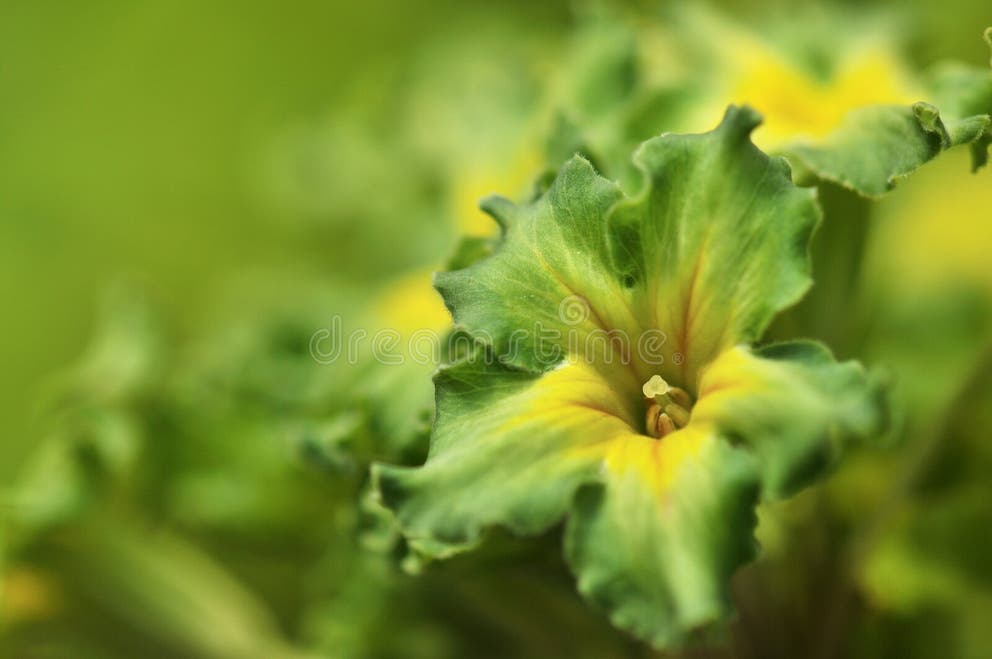 Exotic Green Primrose Francesca Stock Image - Image of plant, garden ...