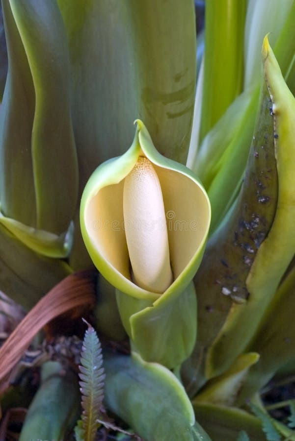 Exotic Hooded Flower stock photo. Image of soft, tranquil - 4784196