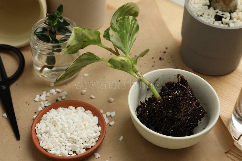 Exotic House Plant in Soil and Small Stones on Table Stock Photo ...