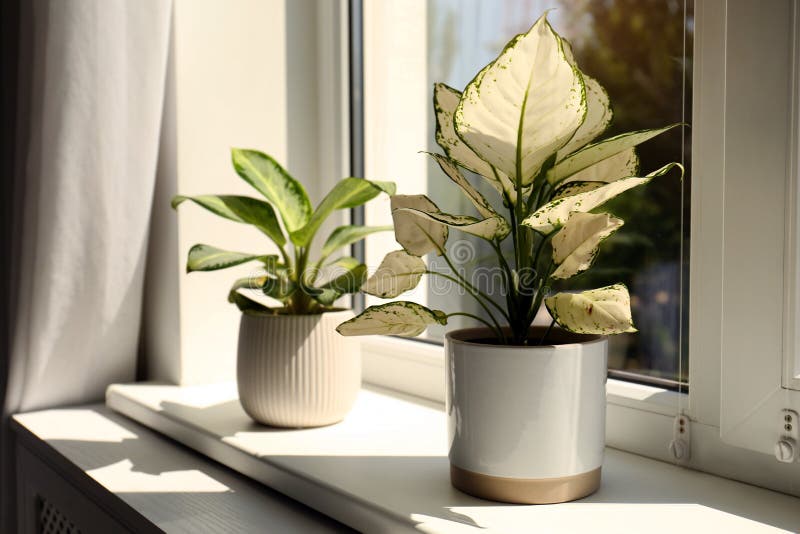 Exotic Houseplants with Beautiful Leaves on Window Sill Stock Image ...