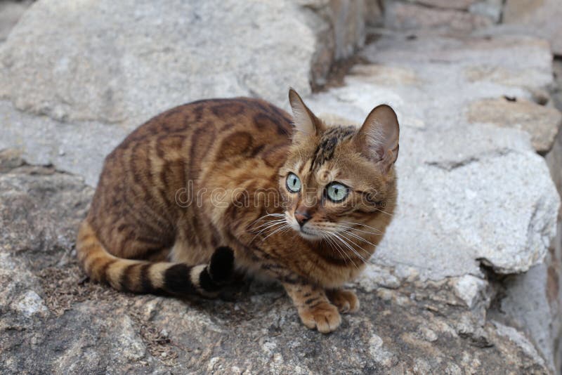 Exotic Hybrid Bengal Cat in Nature Stock Image - Image of cute ...