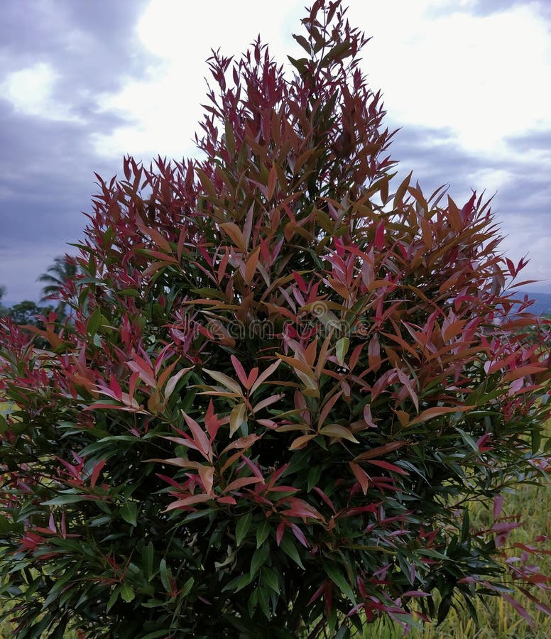 Exotic and Impressive Red Shoot Leaves Stock Photo - Image of ...