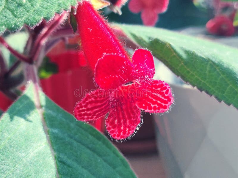 Exotic Indoor Flower of Small Size in Close-up in Daylight Stock Photo ...