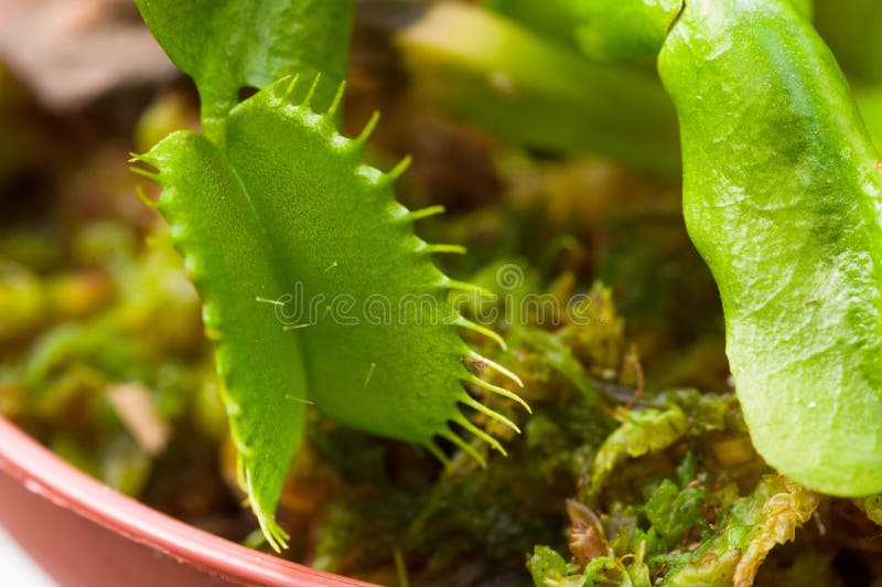 Exotic Insect-eating Predator Flower Venus Flytrap Dionaea Stock Photo ...