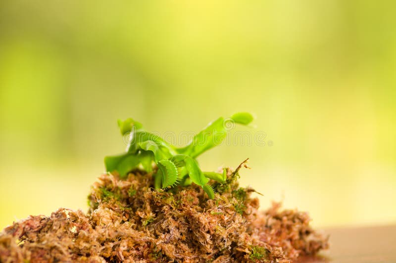 Exotic Insect-eating Predator Flower Venus Flytrap Dionaea Planted Over ...
