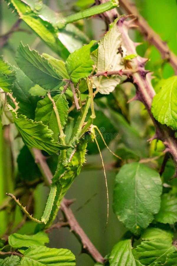 Exotic insects in a zoo stock photo. Image of jungle - 161219710