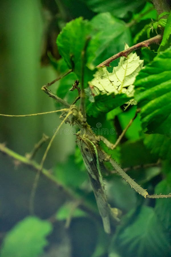 Exotic insects in a zoo stock photo. Image of face, large - 161219736