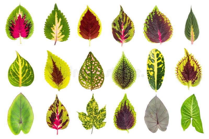 Exotic Leaf Collection set stock image. Image of colorful - 29493077