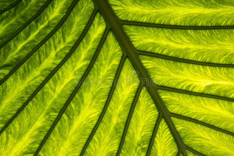 Exotic leaf in detail stock image. Image of macro, flora - 69327773