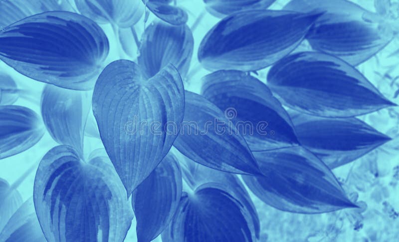Exotic Leaf Texture, Blue and Turquoise Foliage Botanical Neon Duotone ...