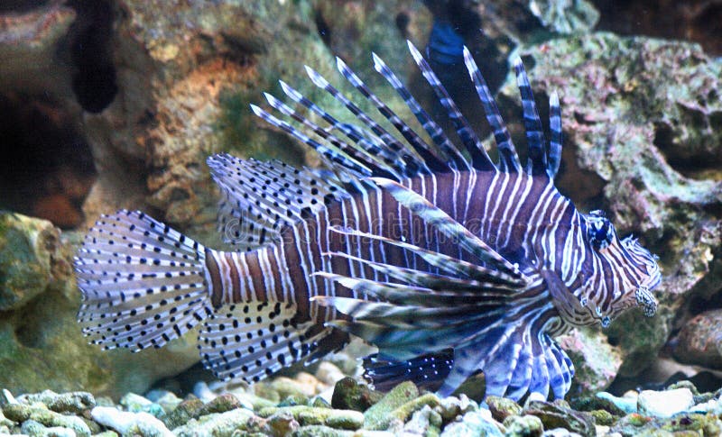 Nice fish fossil stock image. Image of pattern, paleontology - 116376939