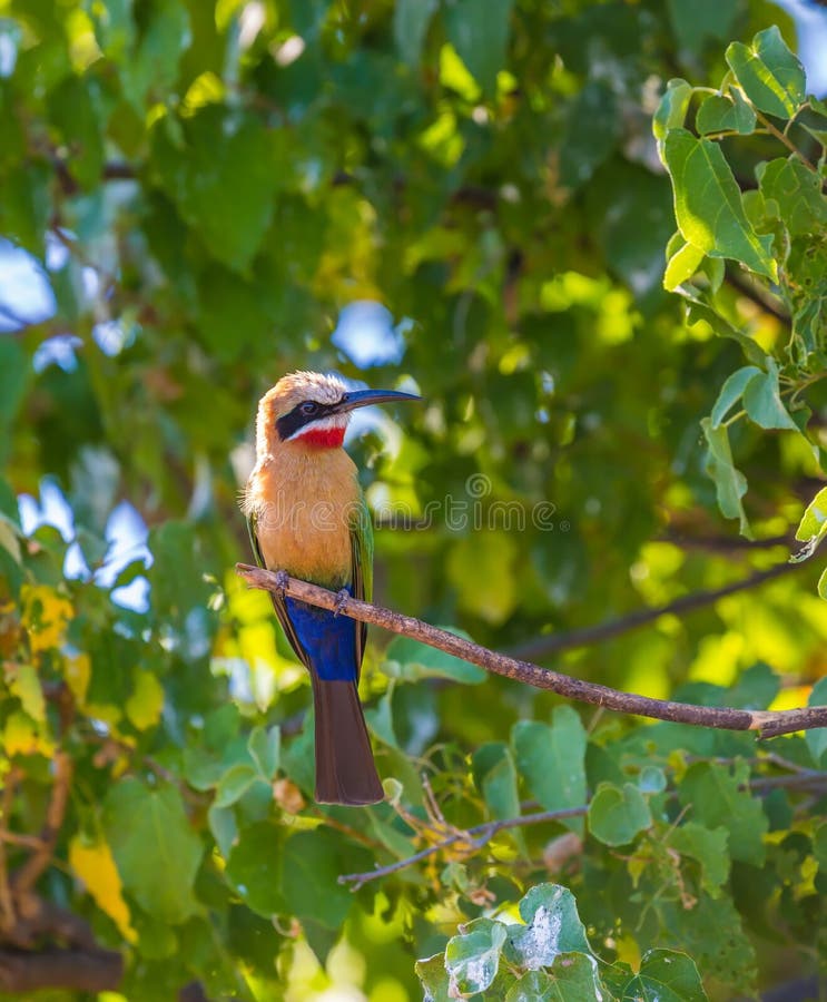Exotic Little Bird Sits on a Branch Stock Photo - Image of cute, long ...