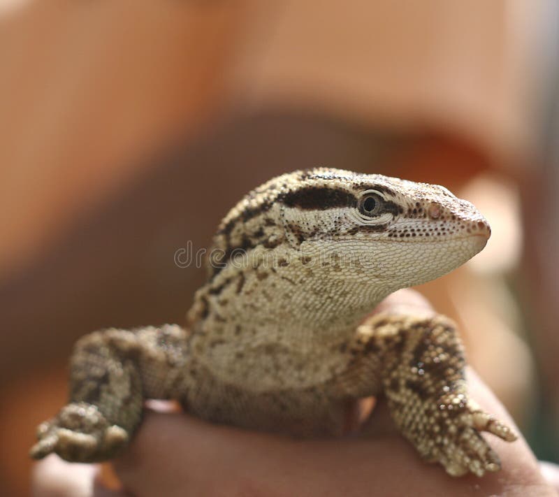 Exotic Lizard stock photo. Image of petting, square, looking - 5377336