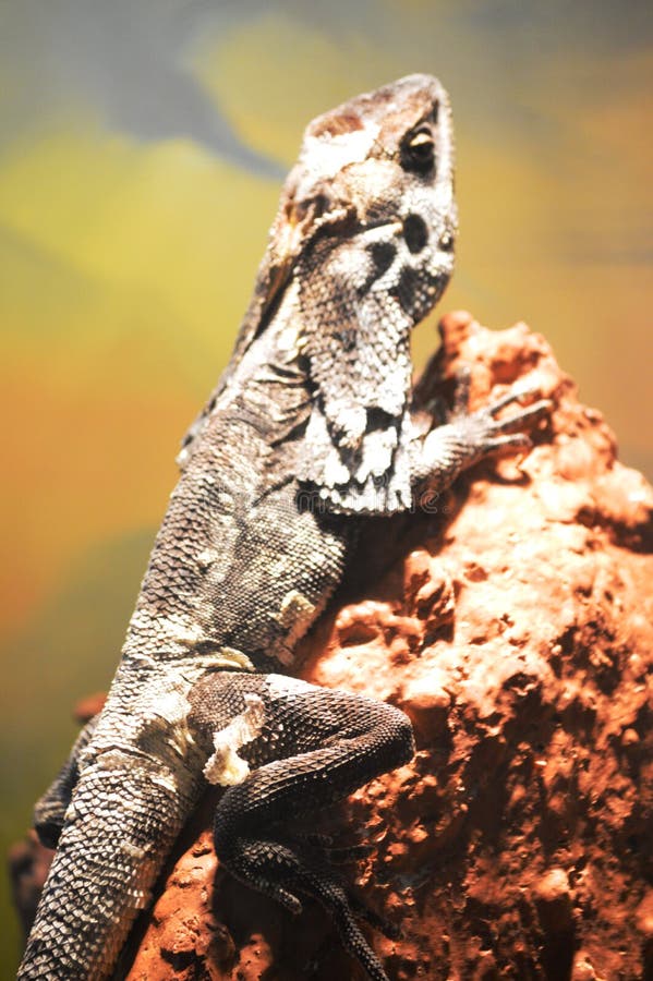 Exotic lizard stock image. Image of chameleon, garden - 251933177