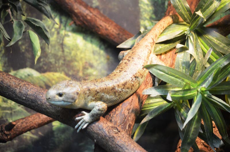 Exotic lizards stock photo. Image of asia, timon, lizard - 271515024