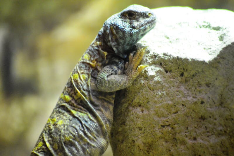 Exotic lizards stock image. Image of animal, mouth, lizard - 271515045