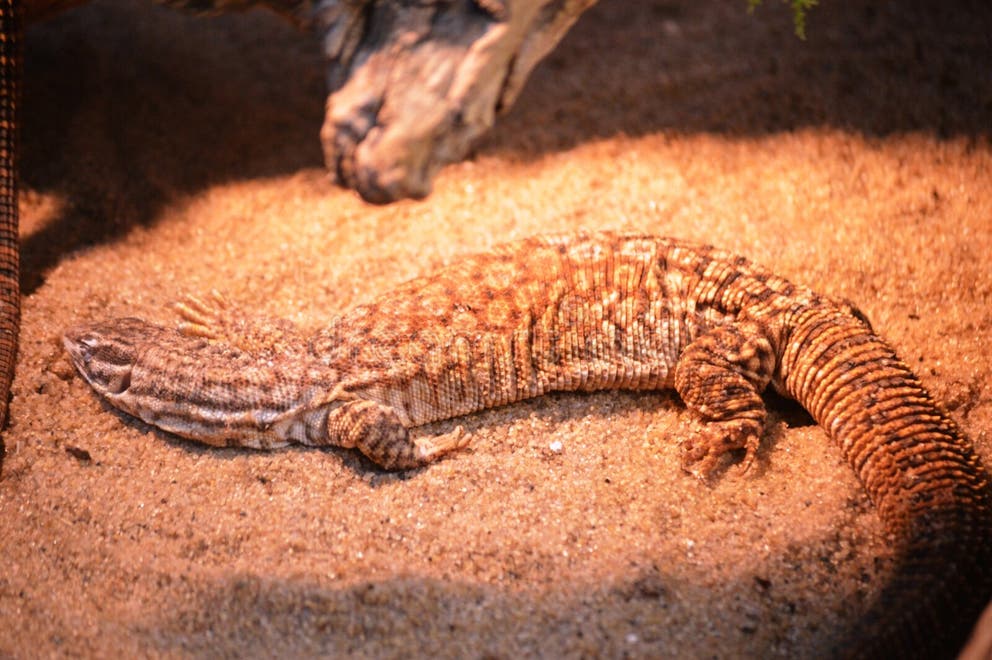 Exotic lizards stock photo. Image of wild, european - 271513992