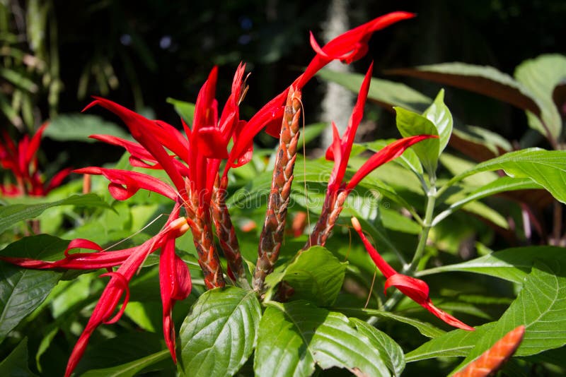 Red stringy flowers stock photo. Image of leaves, garden - 29832888