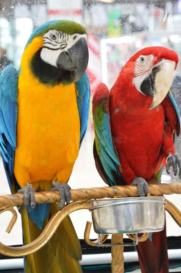 Exotic macaw parrot stock image. Image of aviary, ararauna - 242347563