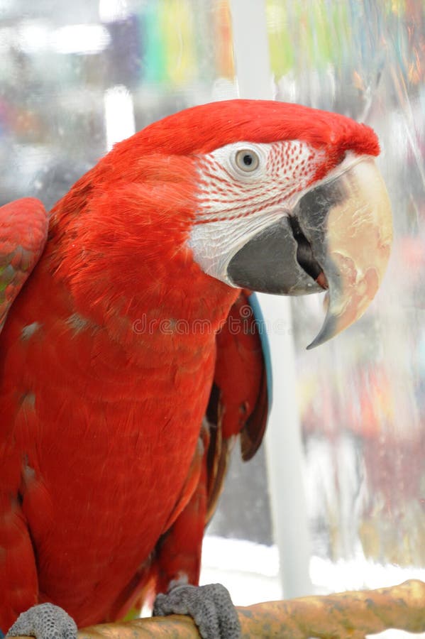Exotic macaw parrot stock photo. Image of exotic, green - 242347688