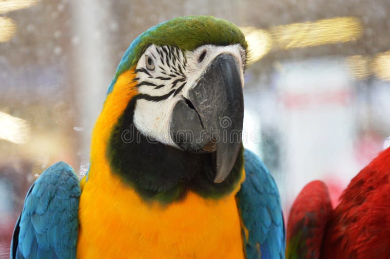 Exotic macaw parrot stock image. Image of isolated, flight - 242347731