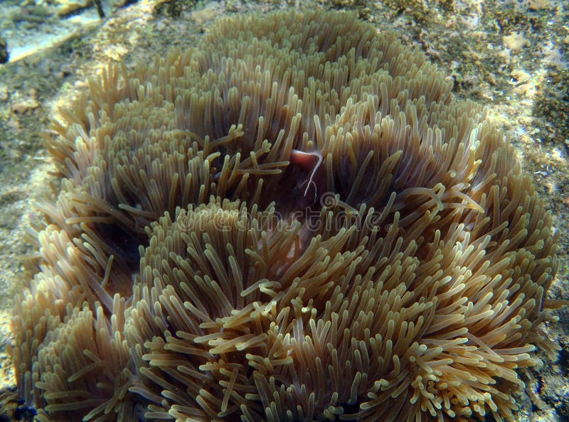 Exotic marine life stock image. Image of landscape, maldives - 56263703