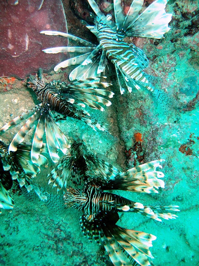 Exotic Marine Life and Reef Stock Photo - Image of exotic, natural: 4639722