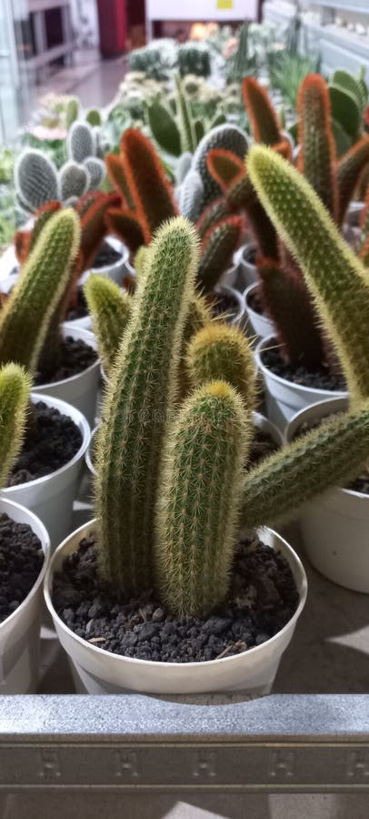 Exotic mini cactus stock photo. Image of green, leaf - 267048964