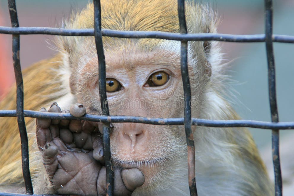 Exotic monkey stock photo. Image of wildlife, captured - 13851628