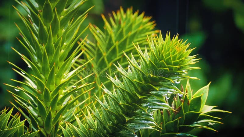 Monkey Puzzle Tree in Conguillio National Park Stock Video - Video of ...