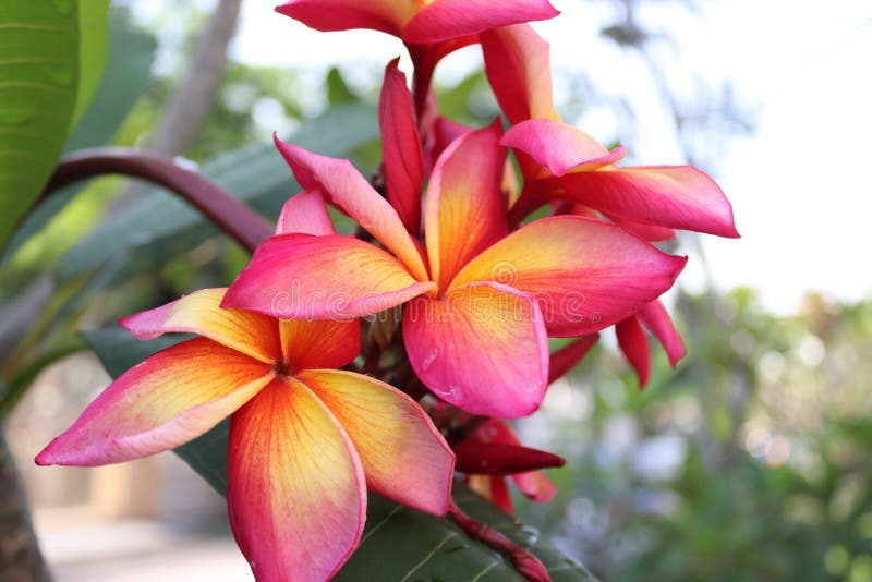 Exotic Multi Coloured Frangipani or Plumeria Flowers Stock Photo ...