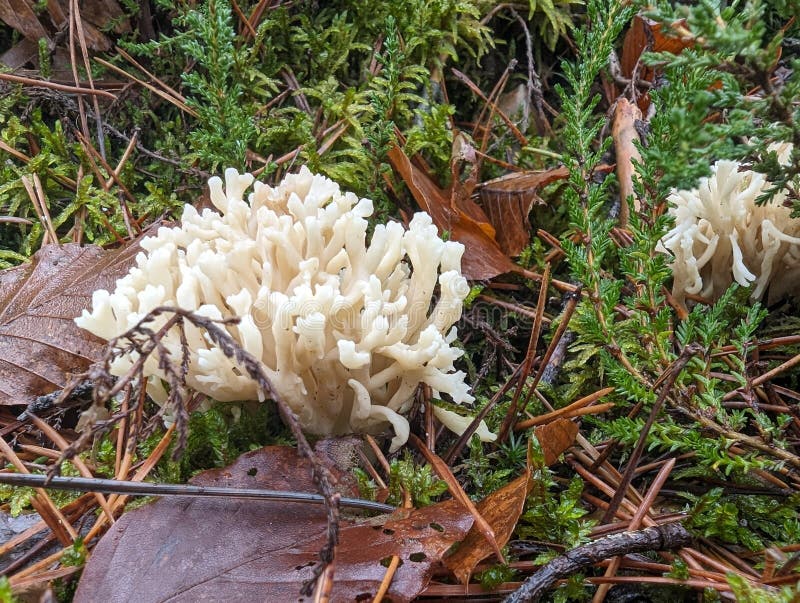 Exotic Mushroom stock photo. Image of forest, exotic, mold - 1342560