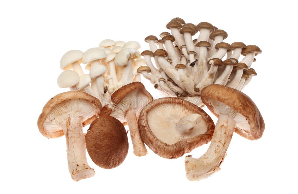 Exotic mushrooms stock photo. Image of stalk, group, gill - 28871910