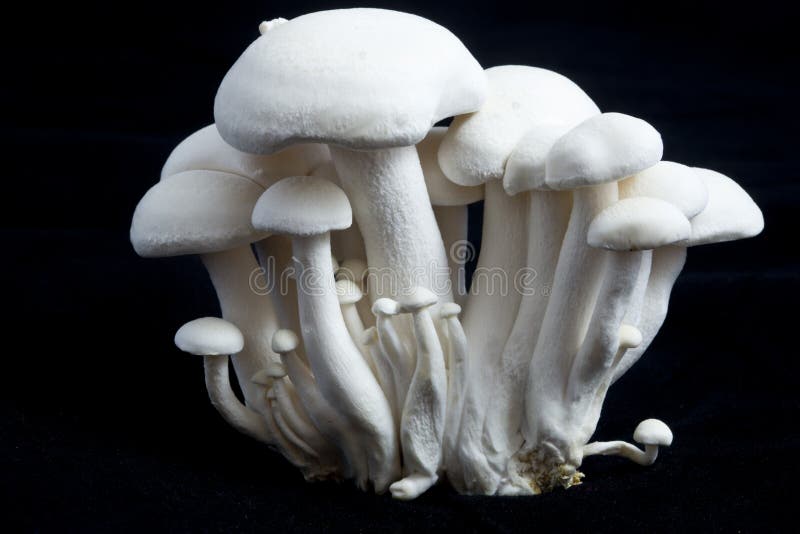 Exotic mushrooms stock image. Image of cuisine, mushrooms - 36662343