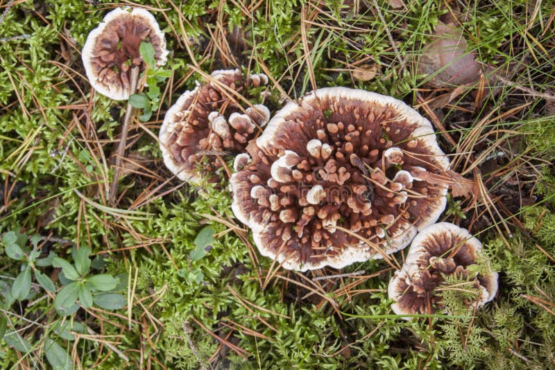 Exotic Mushroom stock photo. Image of forest, exotic, mold - 1342560