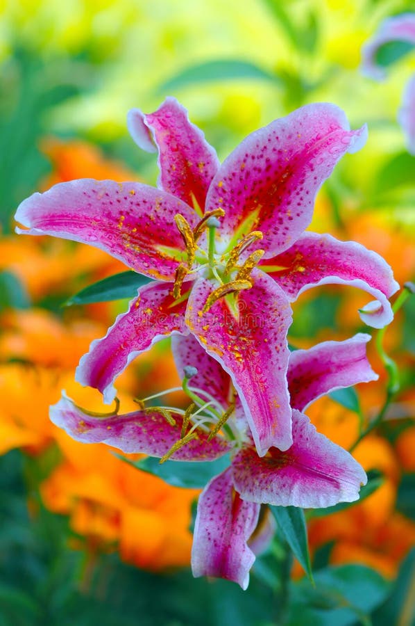 Exotic Oriental Lilies stock image. Image of autumn, blossom - 6465925