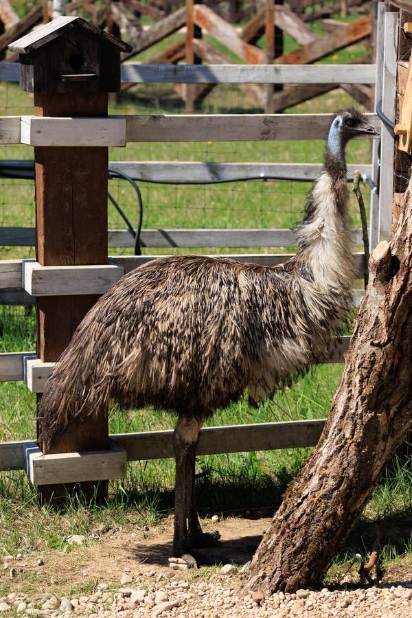 Exotic Ostrich Emo Bird on a Summer Day Stock Image - Image of breed ...