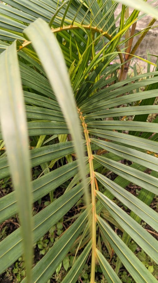 Exotic Palm Flower Leaves, Bringing a Captivating Touch of the Tropics ...