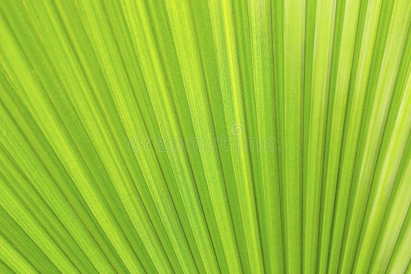 Green linear background stock image. Image of childhood - 218640599