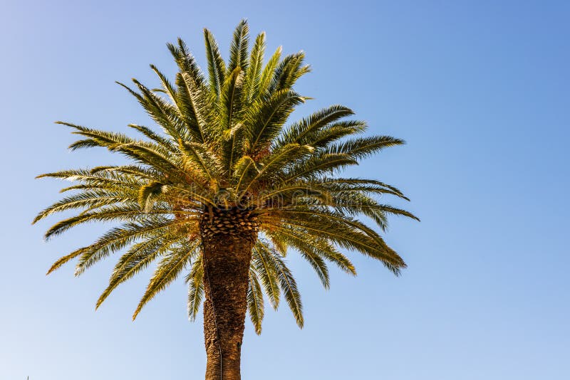 Exotic Palm Tree Against Blue Sky in Greece Stock Photo - Image of ...